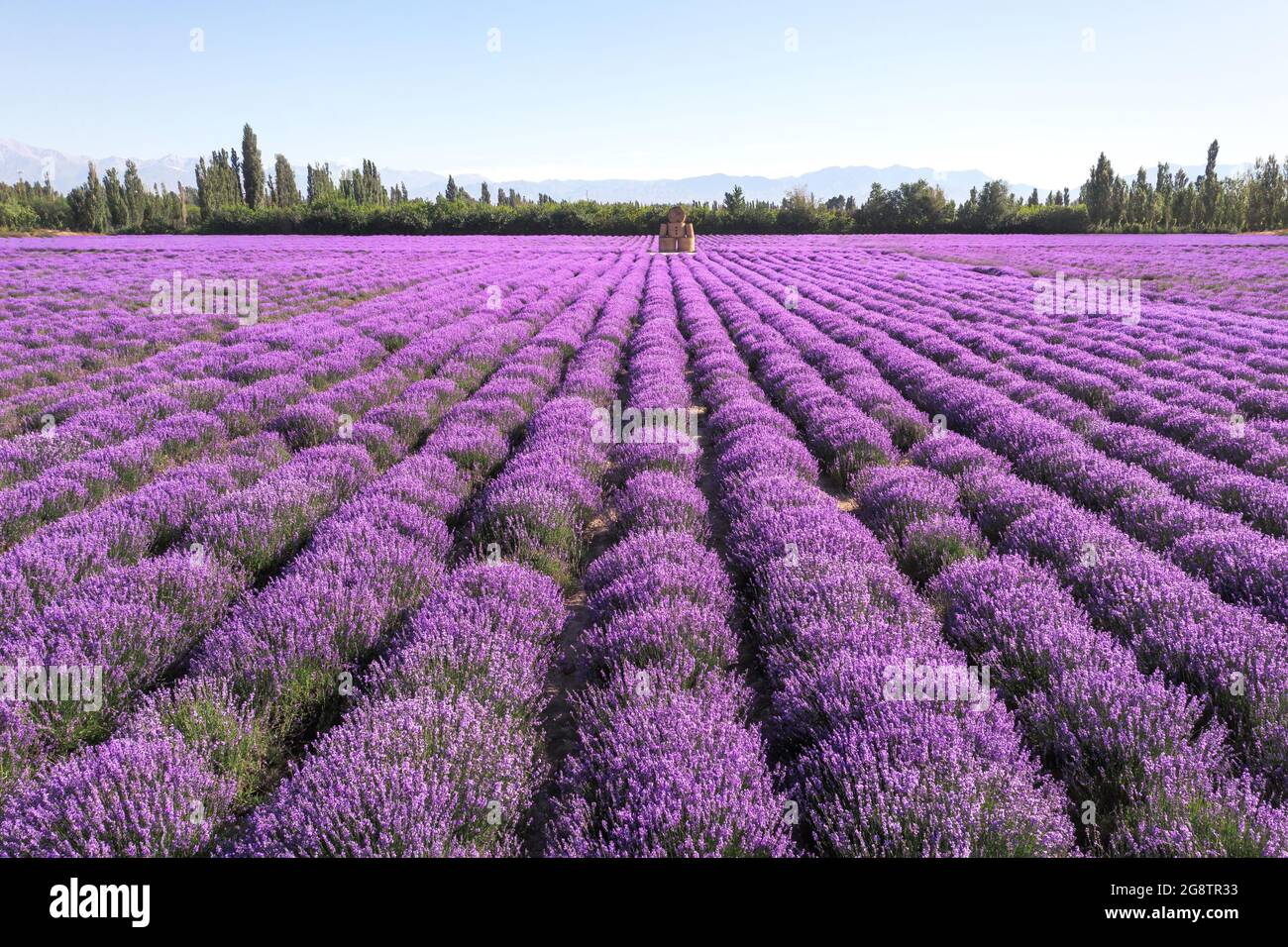 Lavender manor hi-res stock photography and images - Alamy