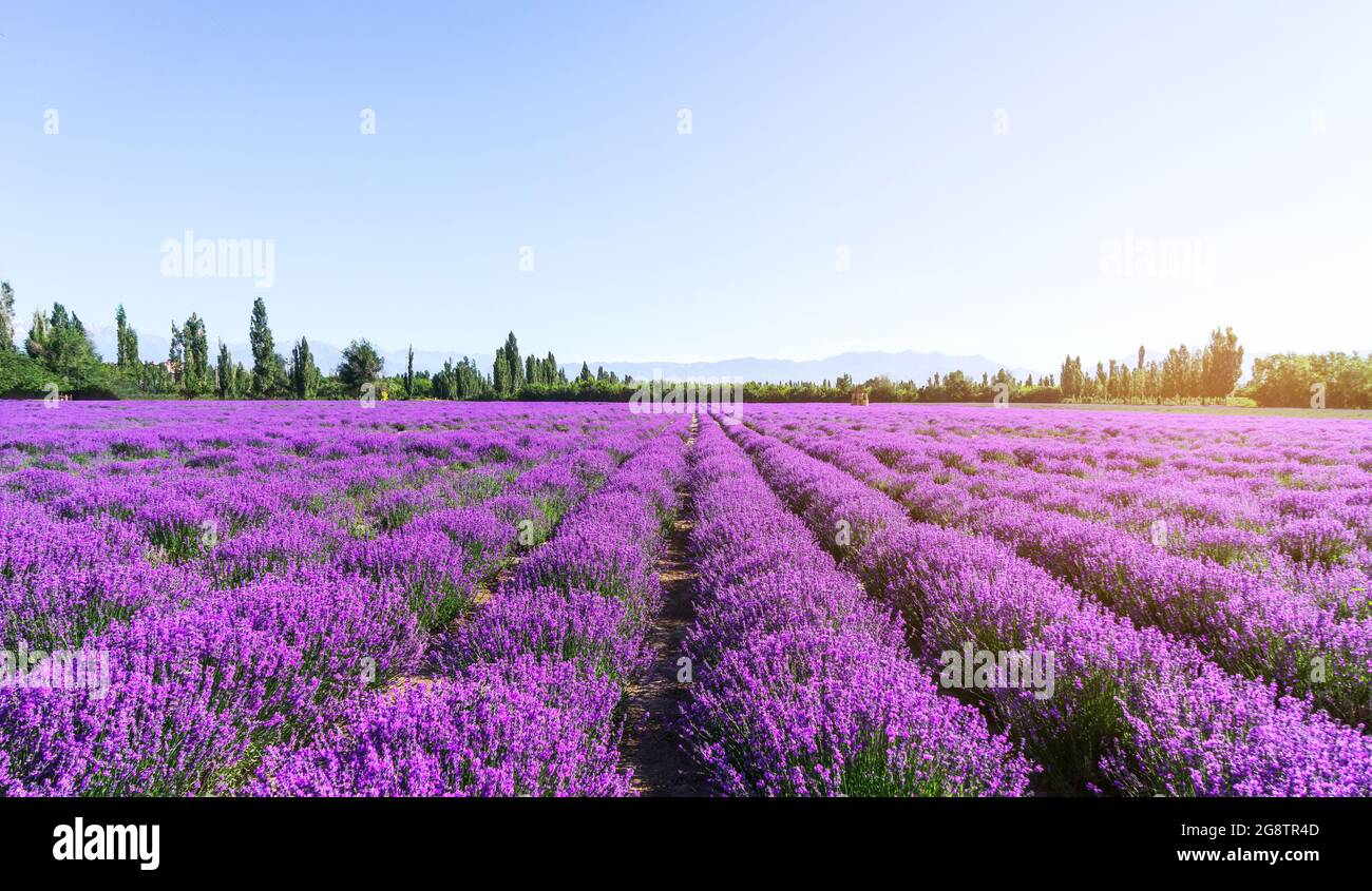 Lavender manor hi-res stock photography and images - Alamy