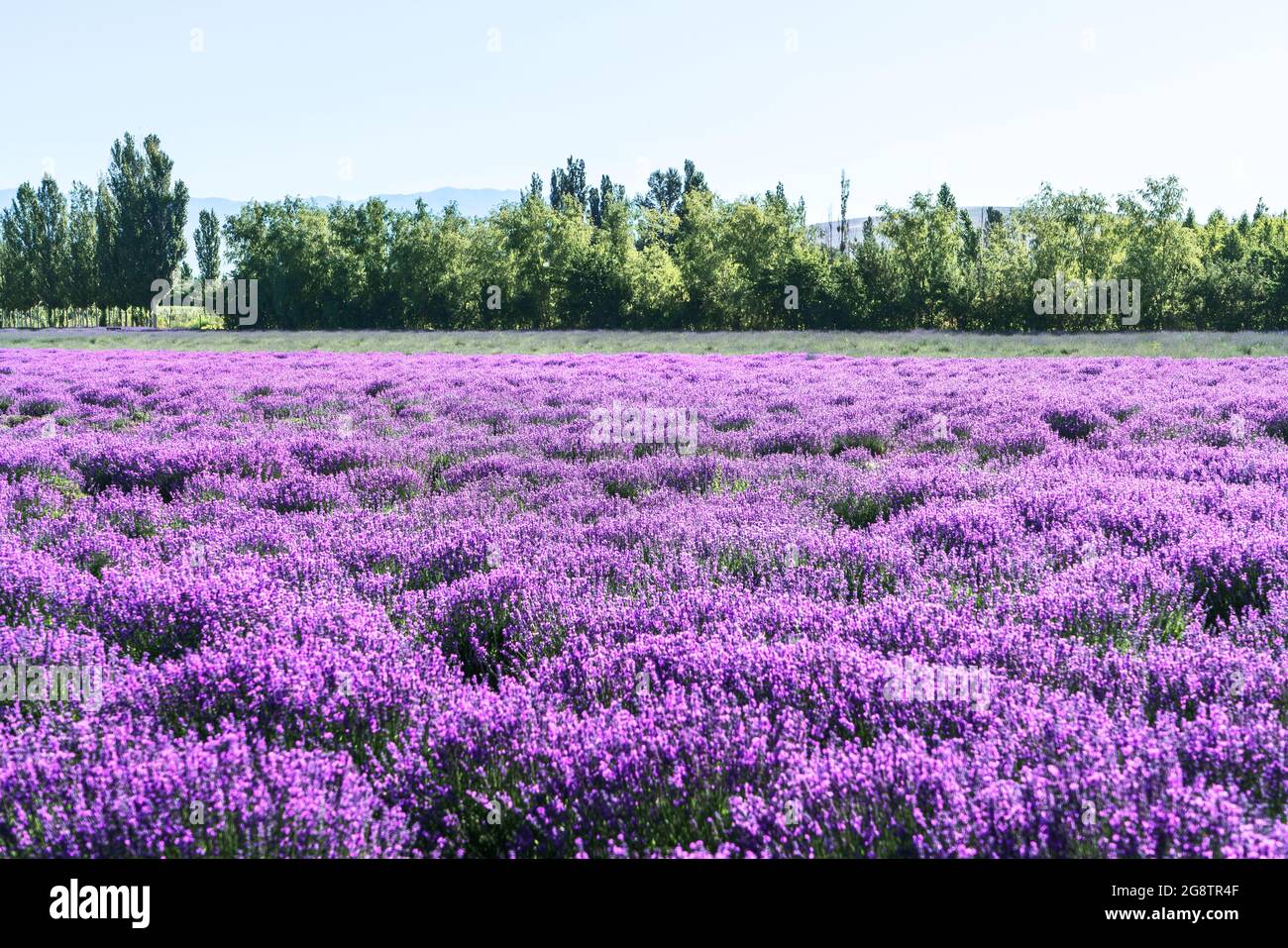 Lavender manor hi-res stock photography and images - Alamy