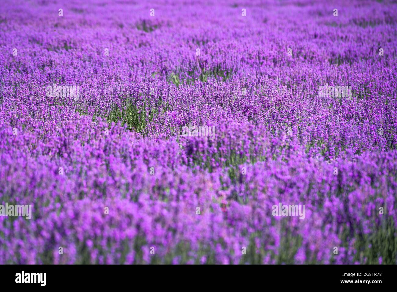 Lavender manor on a sunny day. Shot in xinjiang, China Stock Photo - Alamy