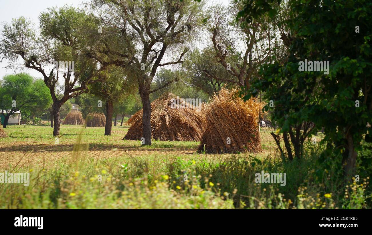 Dry millet fodder for pet animals. Pile of unprocessed pearl millet in ...