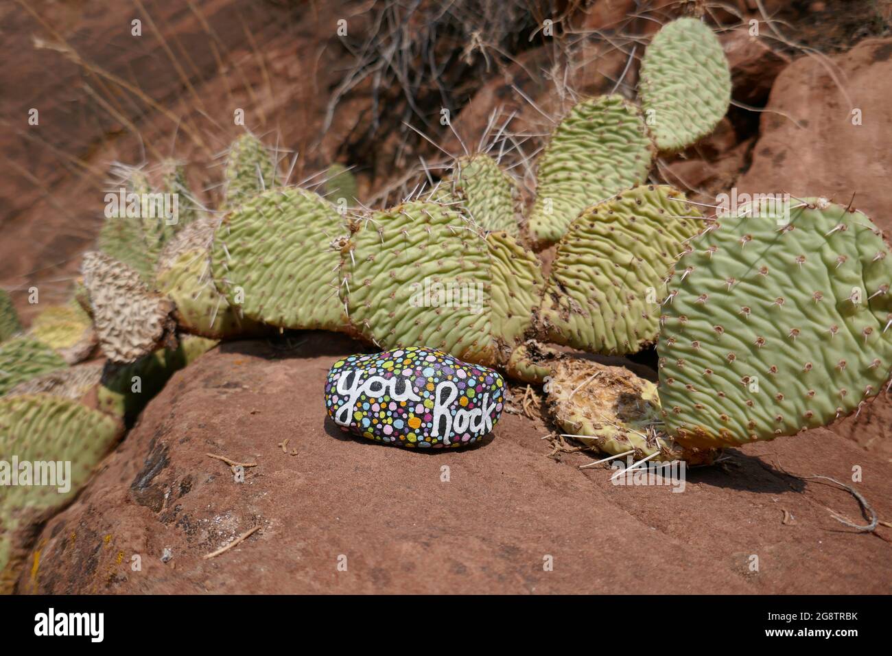 Concept prickly love hi-res stock photography and images - Alamy