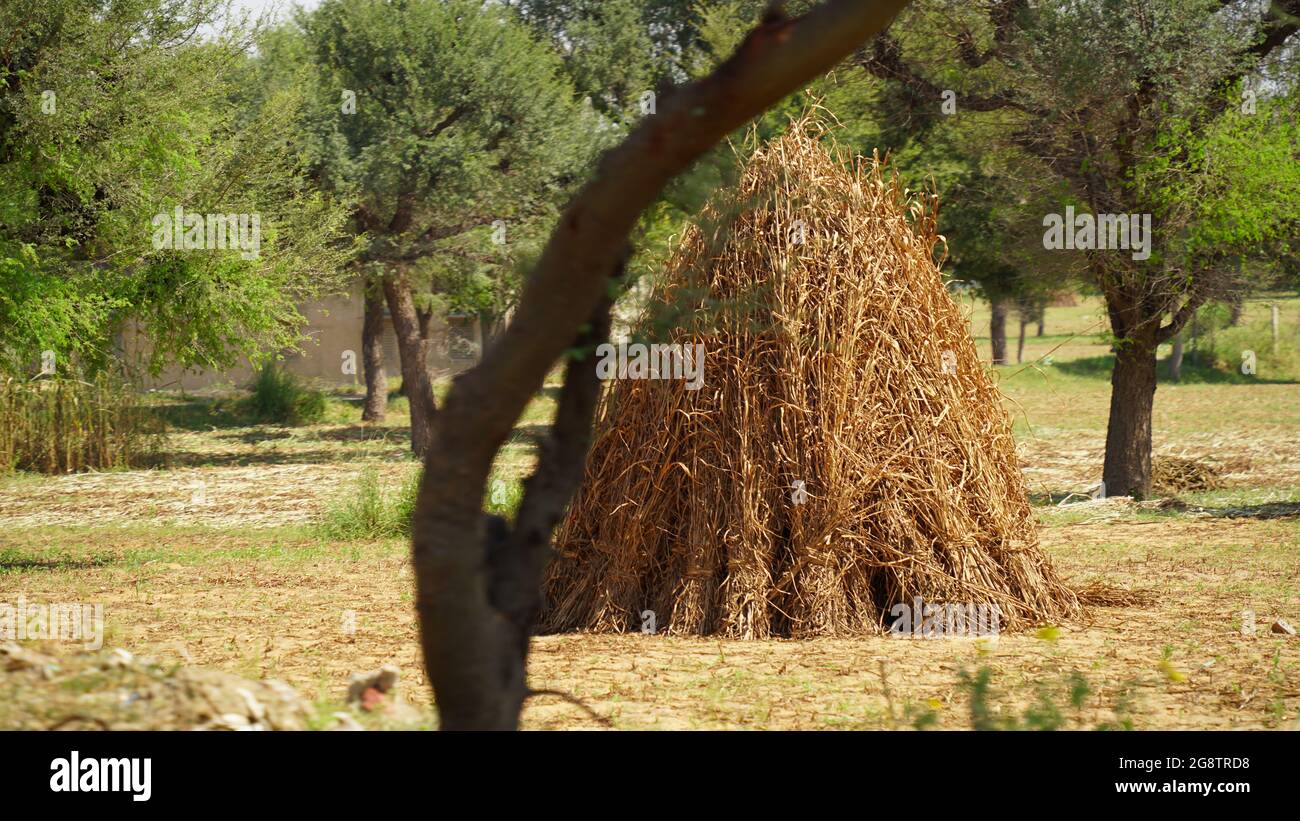 Dry millet fodder for pet animals. Pile of unprocessed pearl millet in ...