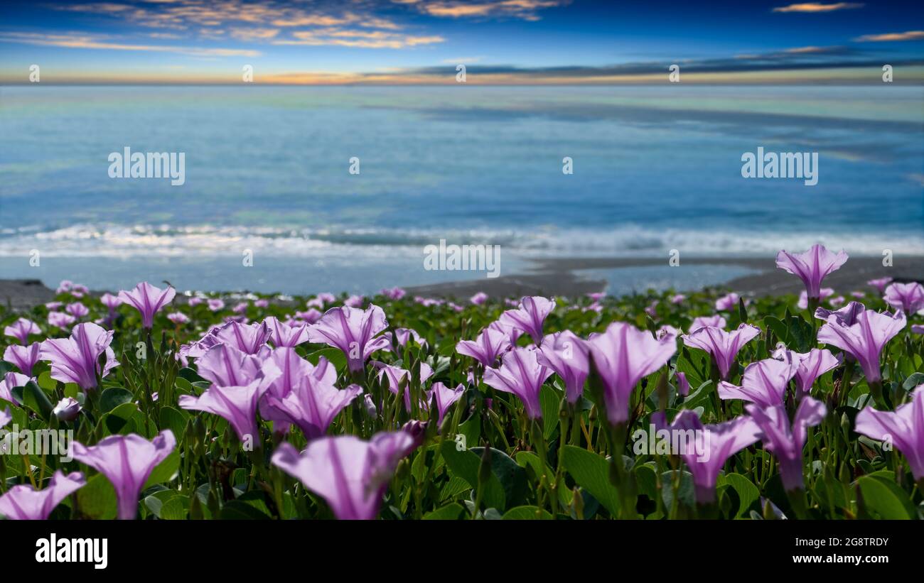Nice flower background hi-res stock photography and images - Alamy