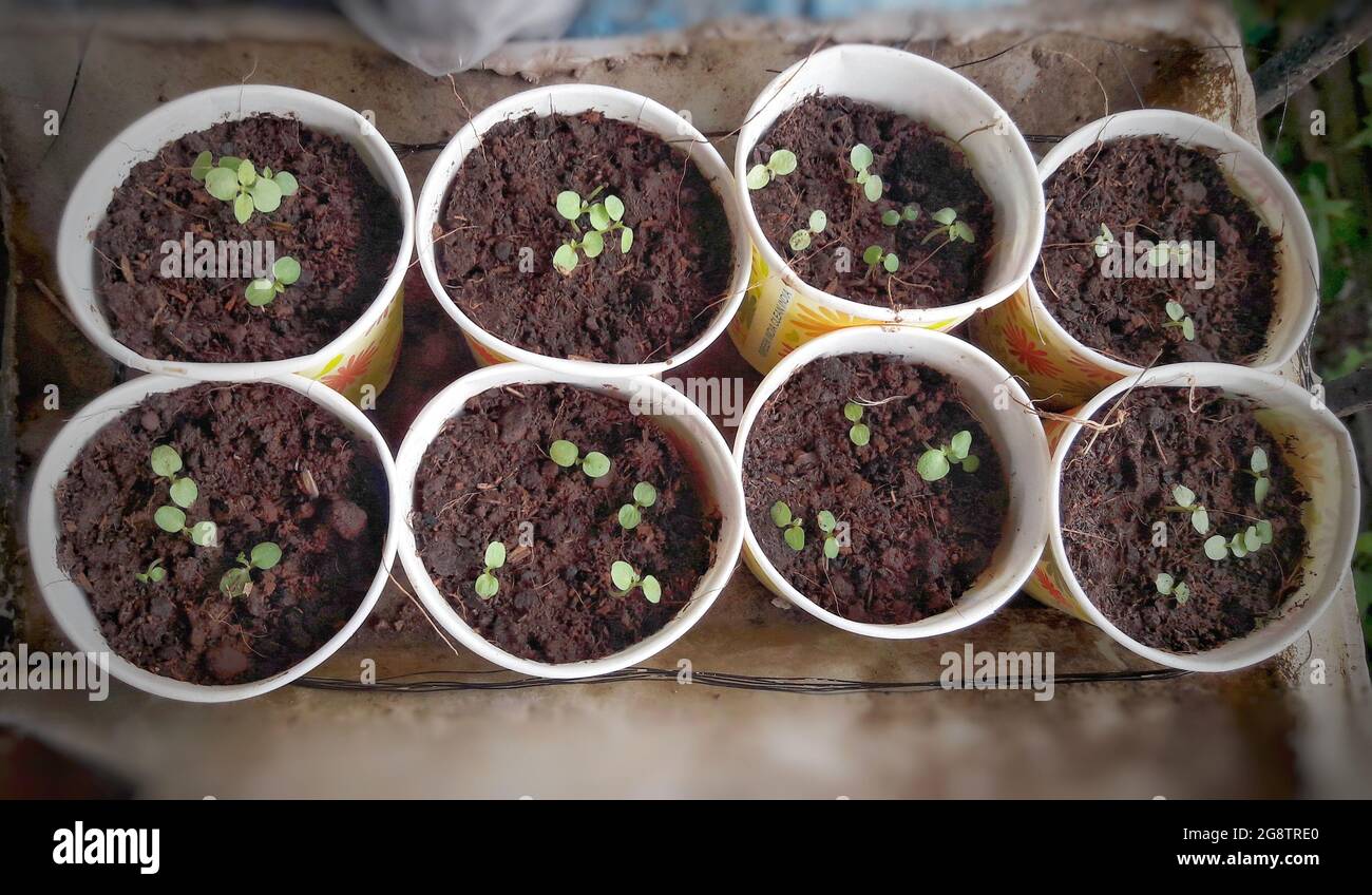 Closeup of seedlings growing on a small cup Stock Photo - Alamy