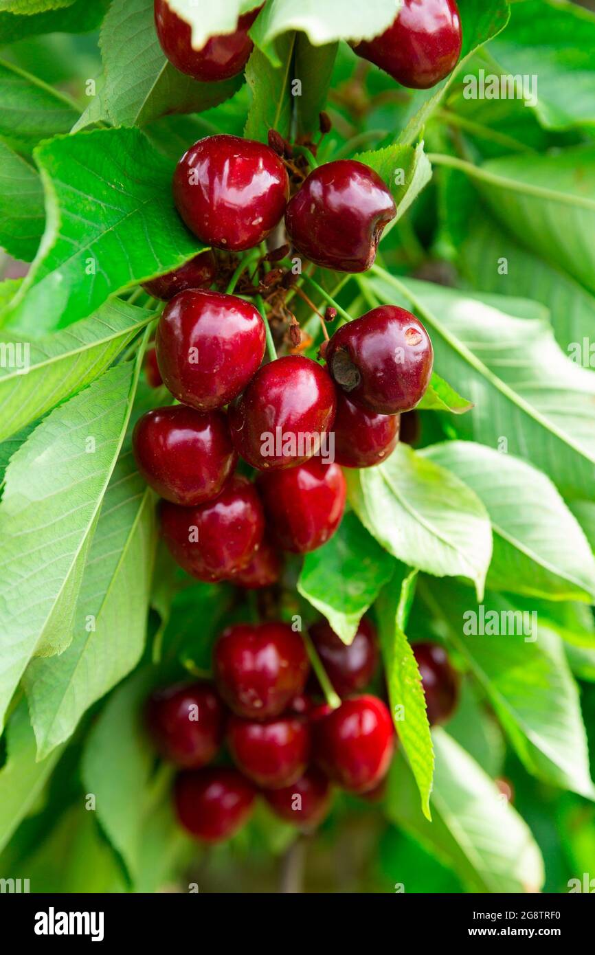 Red cherries growing on cherry tree Stock Photo - Alamy