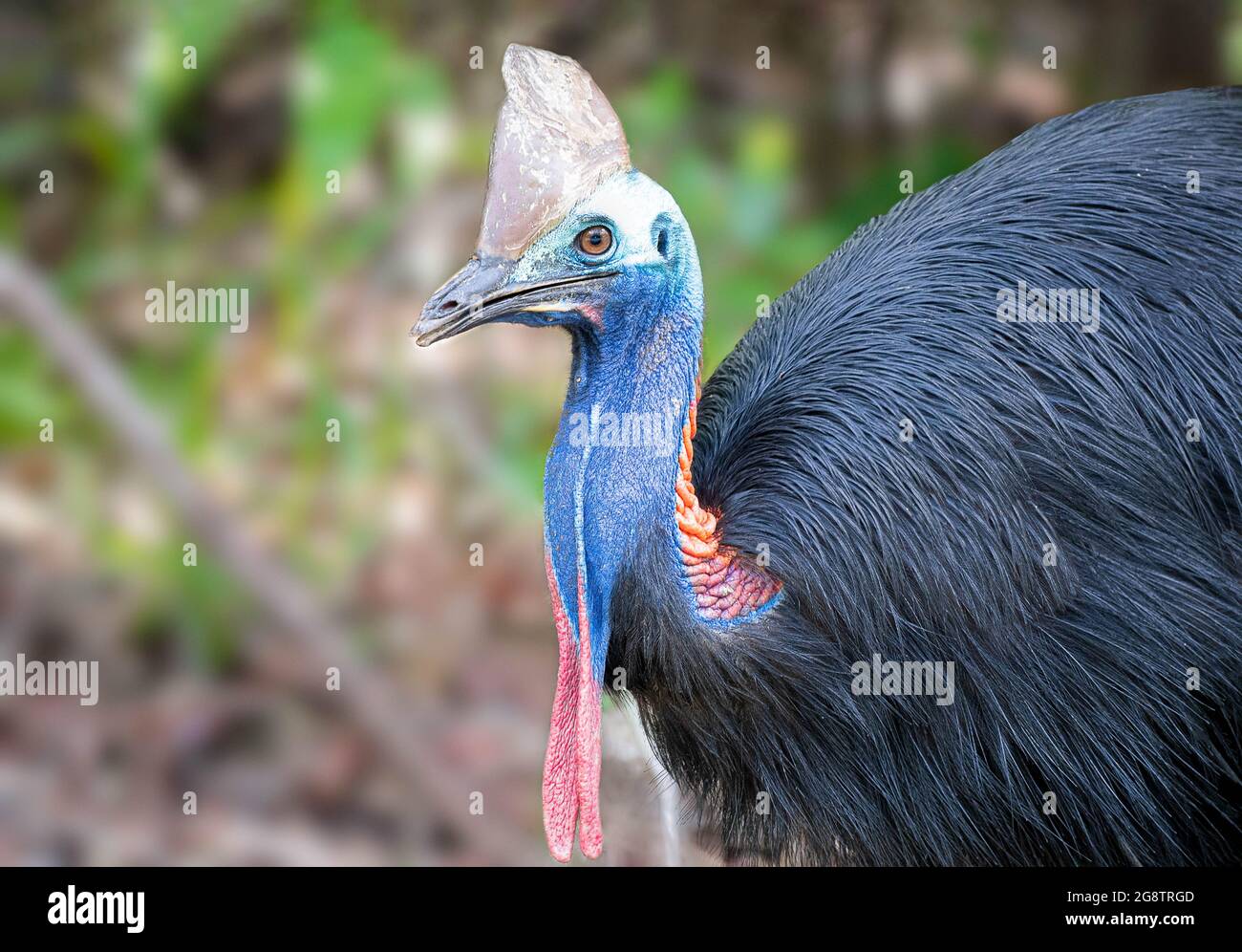 Cassowaries are considered as the world's most dangerous bird. with ...