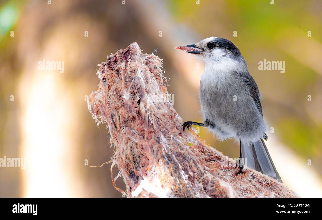 Gray Jay against a blurred background Stock Photo - Alamy