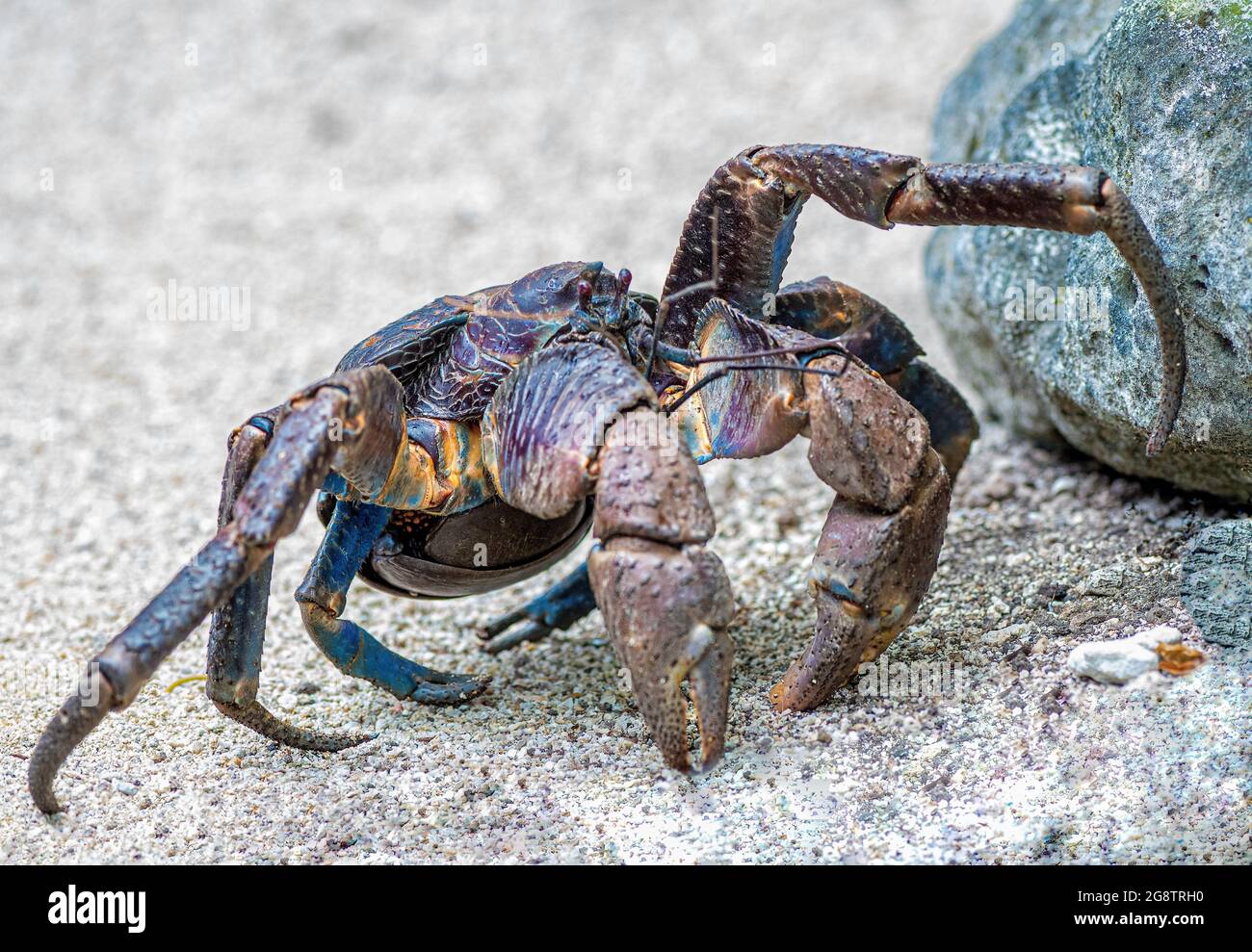 Coconut crab’s hi-res stock photography and images - Alamy