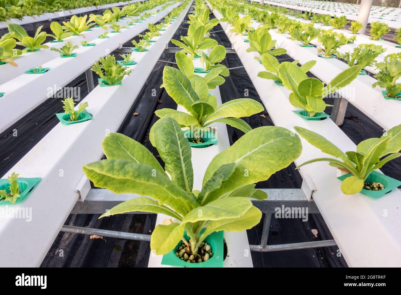 Organic hydroponic vegetable growing in water without soil at farm ...