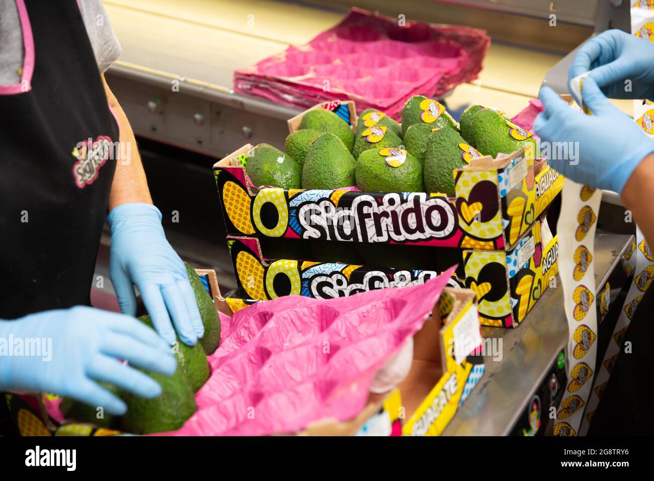 Image of fresh avocado in crates during packaging at Sigfrido factory ...