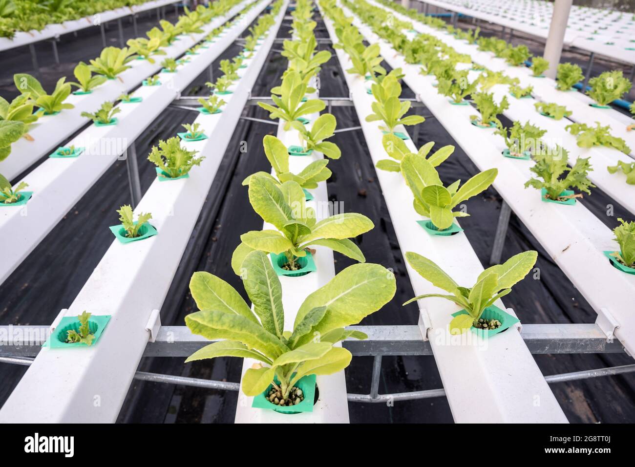Organic hydroponic vegetable growing in water without soil at farm ...