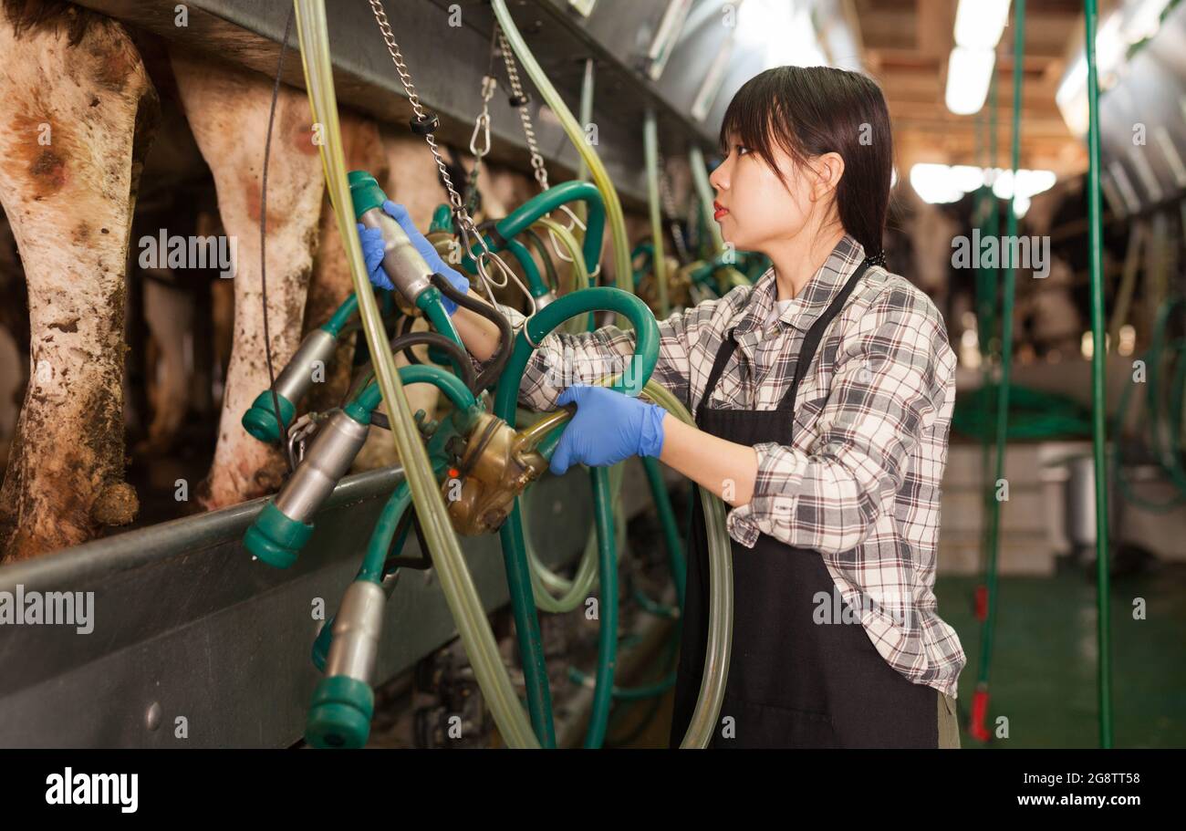 Milkmaid in apron in barn with automatical cow milking machines Stock ...