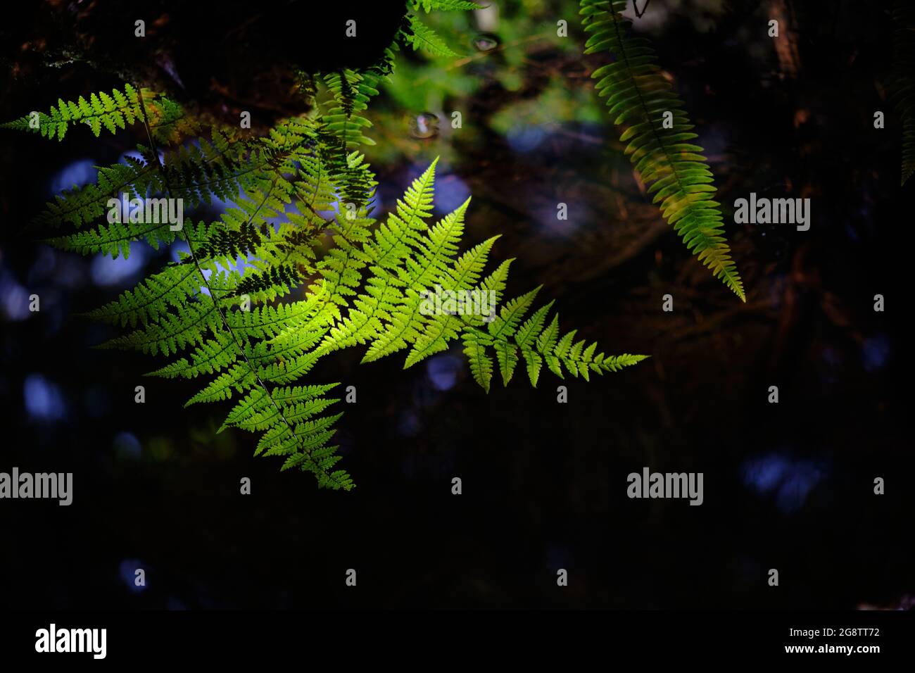 Fern fronds in shaft of sunlight are brilliant green and reflected in ...