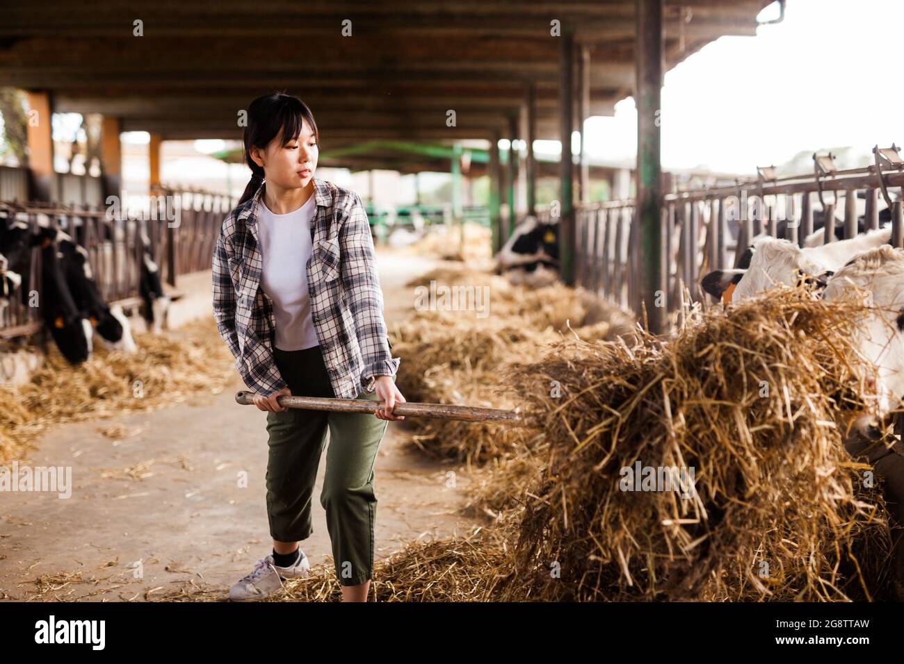 Female farmer who is feeding beasts at the cow farm Stock Photo - Alamy