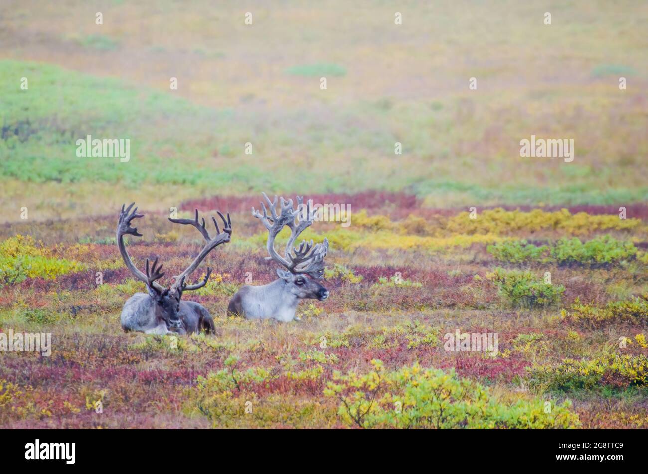 Chomping hi-res stock photography and images - Alamy