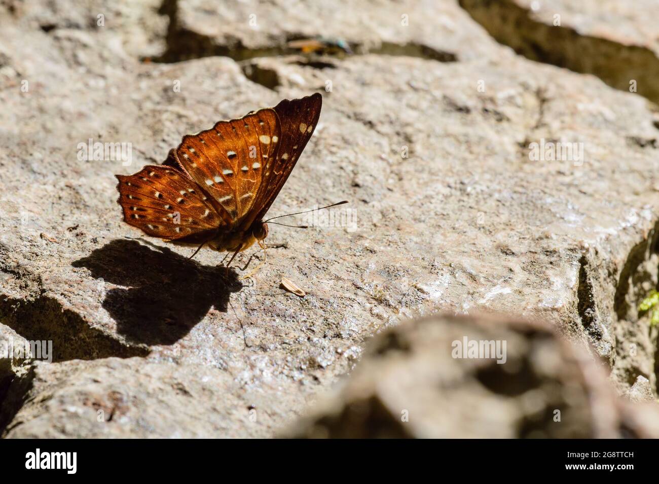 Black white butterfly stay hi-res stock photography and images - Alamy