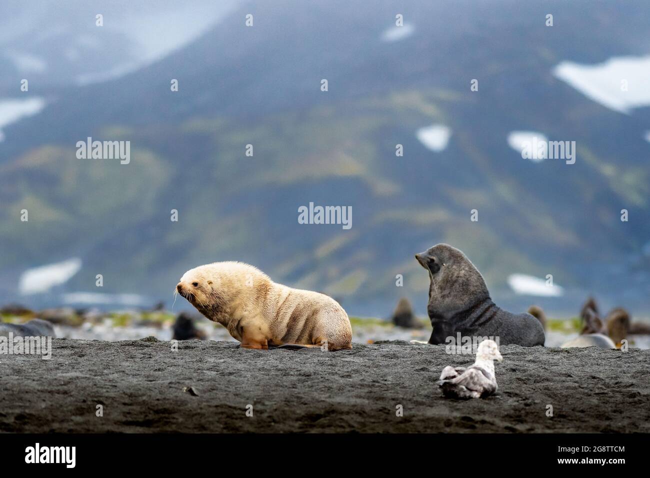 Rare albino seal hi-res stock photography and images - Alamy