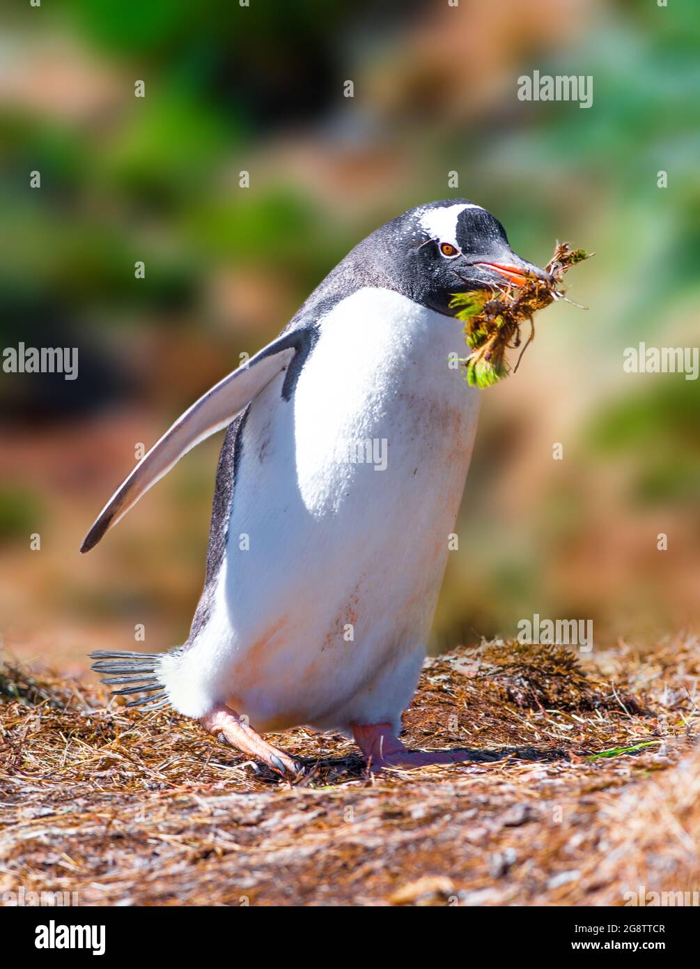 Penguin mouth closeup hi-res stock photography and images - Alamy