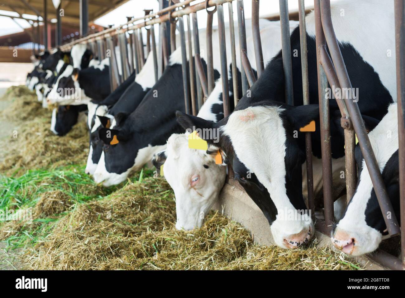 Cows eating hay in outdoor cowshed on dairy farm Stock Photo - Alamy