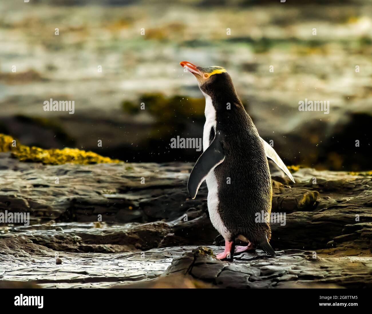 The snares new zealand hi-res stock photography and images - Alamy