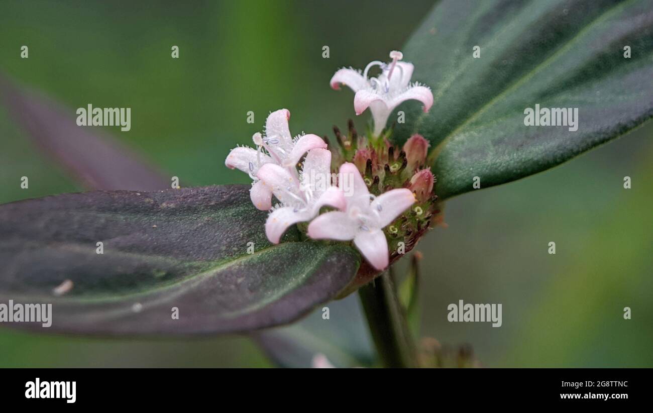 white flower calotropis gigantea flower or crown flower Stock Photo - Alamy