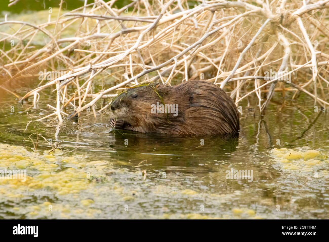 Muskrat, Pelican Point Fishing Access Site, Missouri River Recreation ...