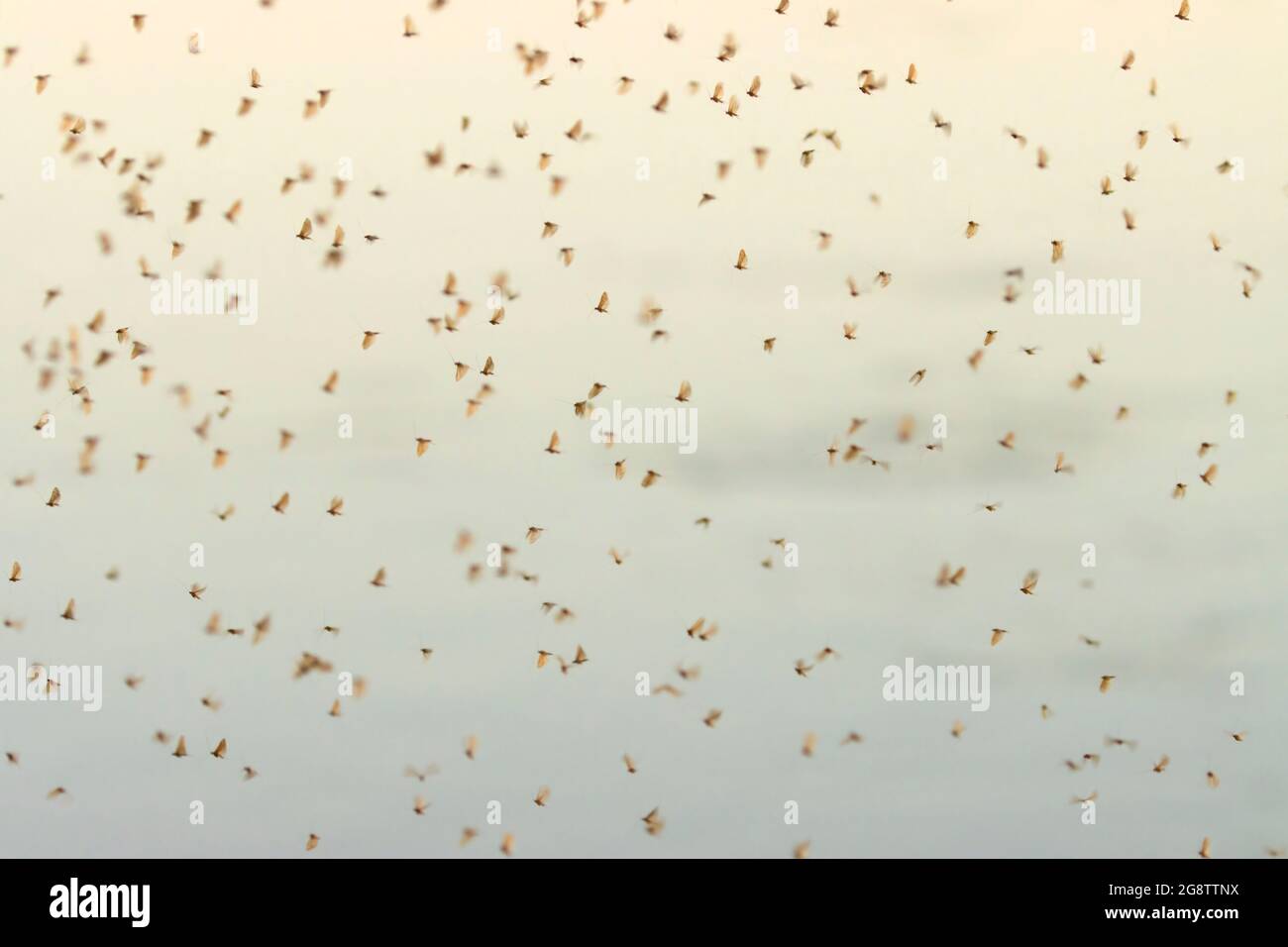 Bug hatch, Pelican Point Fishing Access Site, Missouri River Recreation ...