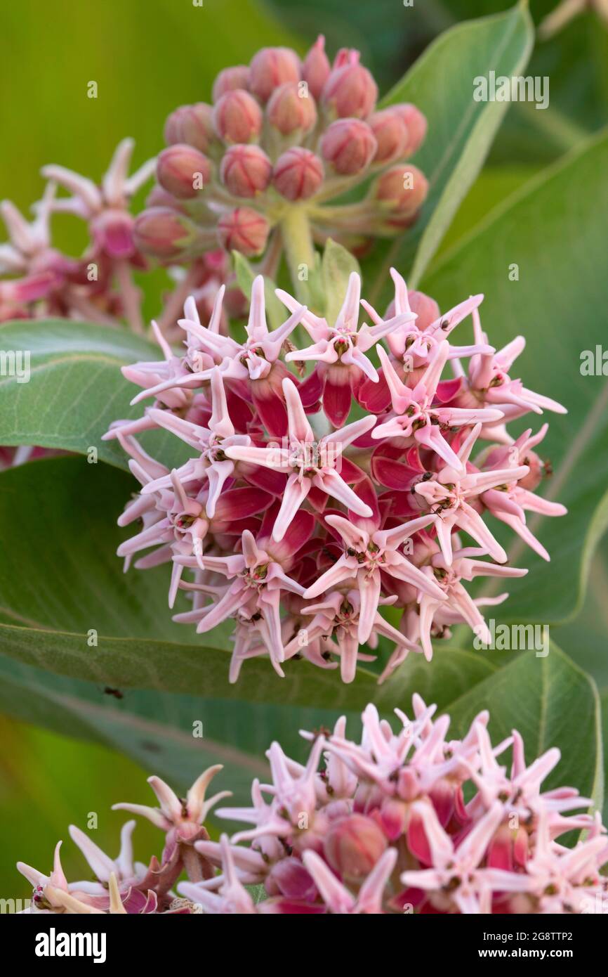 Milkweed in bloom, Pelican Point Fishing Access Site, Missouri River ...