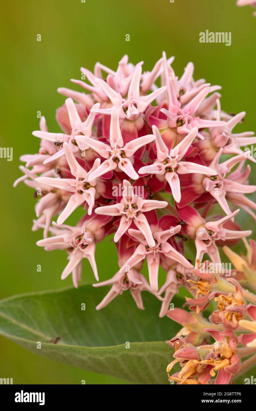 Pelican point fishing access hi-res stock photography and images - Alamy