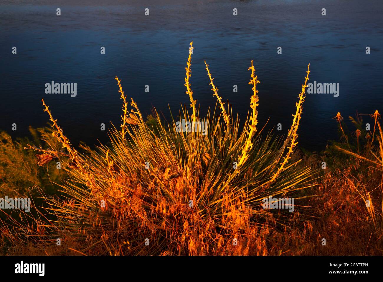 Yucca point hi-res stock photography and images - Alamy