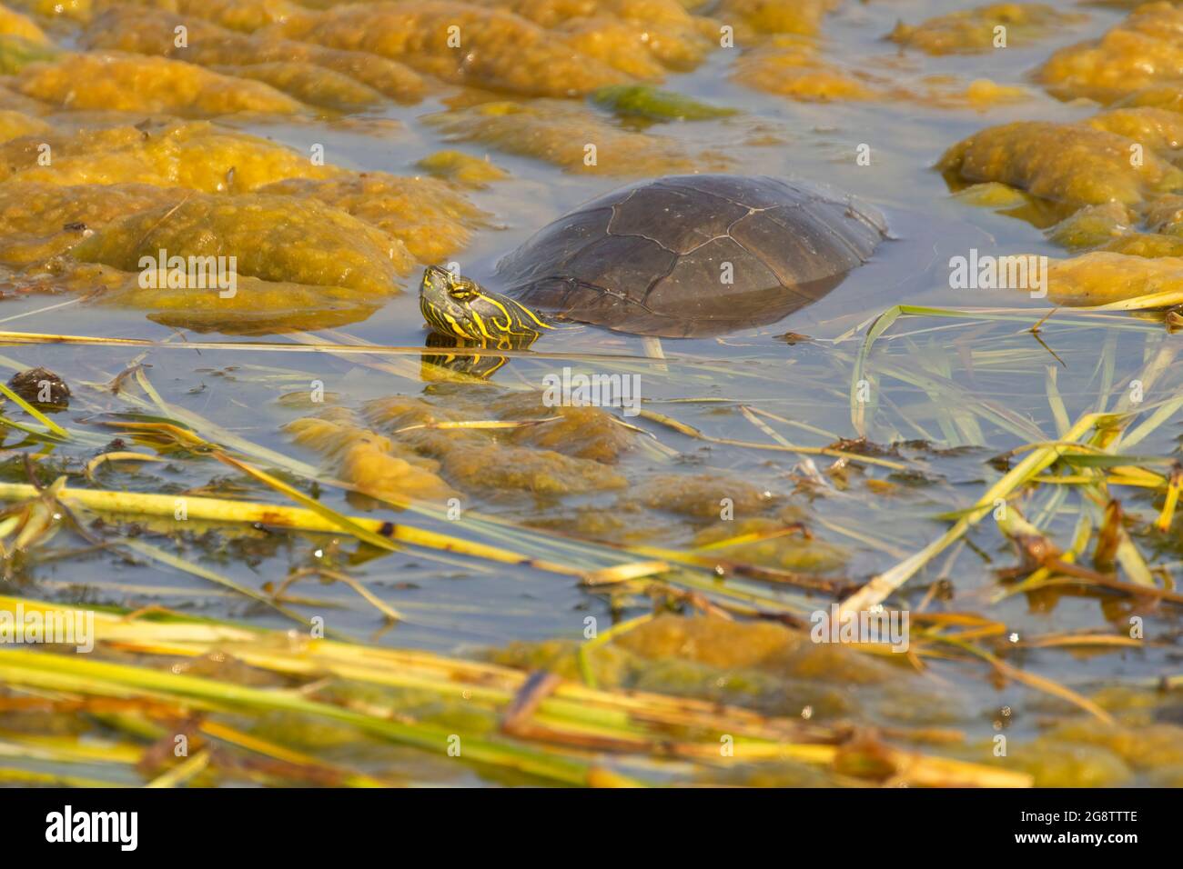 Painted Turtle (Chrysemys picta), Prairie Marsh Wildlife Drive Auto ...