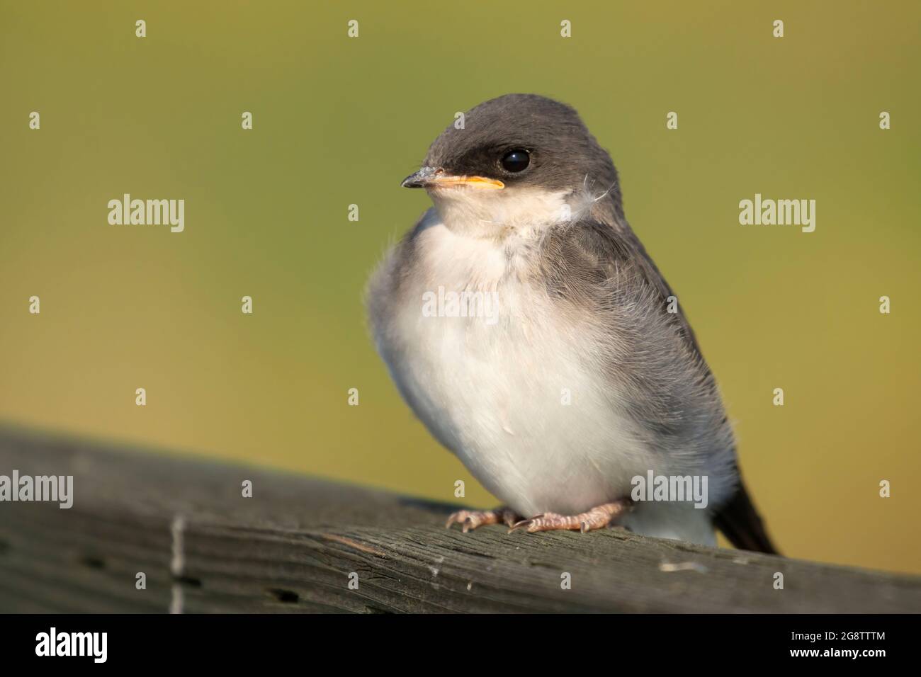 Tree Swallow (Tachycineta bicolor), Prairie Marsh Wildlife Drive Auto ...