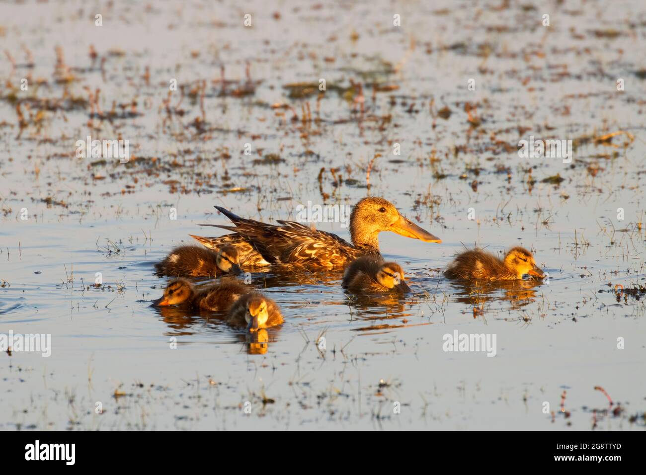 Prairie marsh wildlife drive auto tour hi-res stock photography and ...