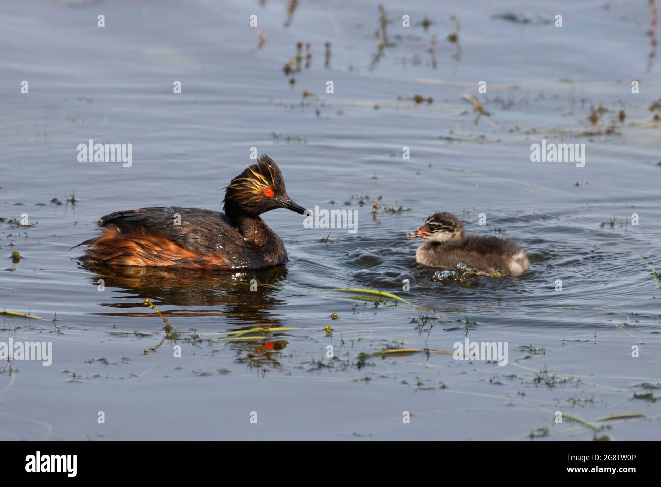 Eared grebe (Podiceps nigricollis) with chick, Prairie Marsh Wildlife ...