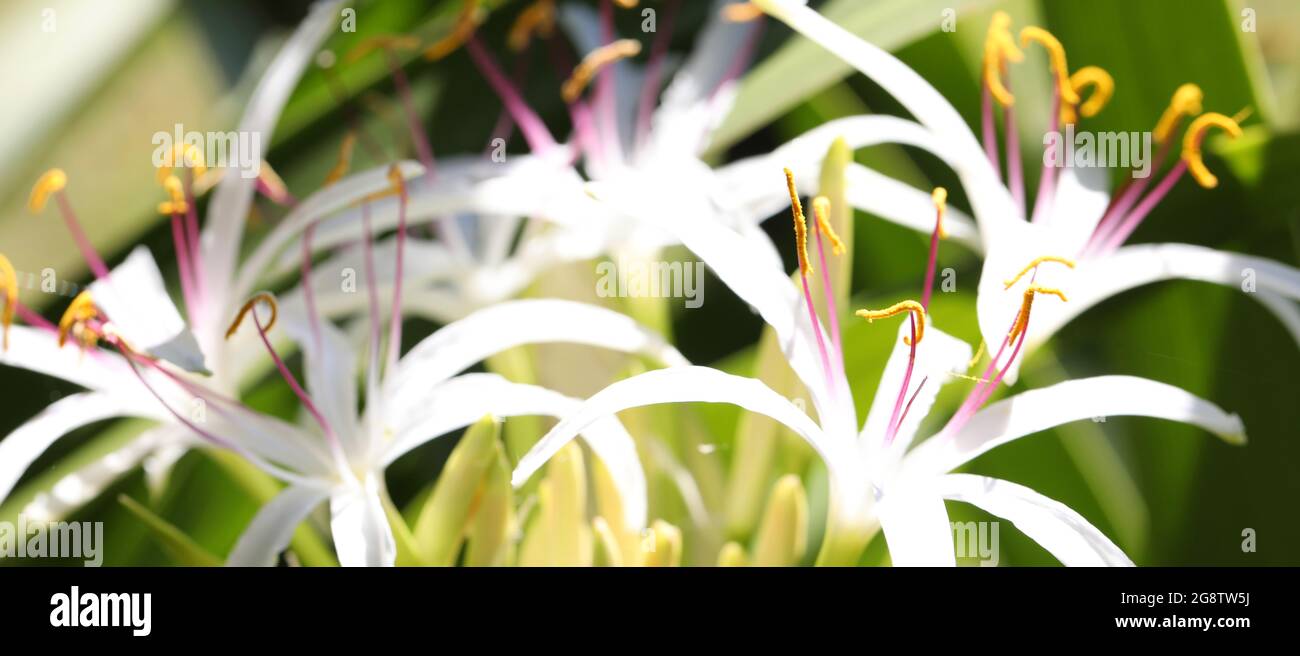 A shallow depth of field view of an explosion of beautiful white ...