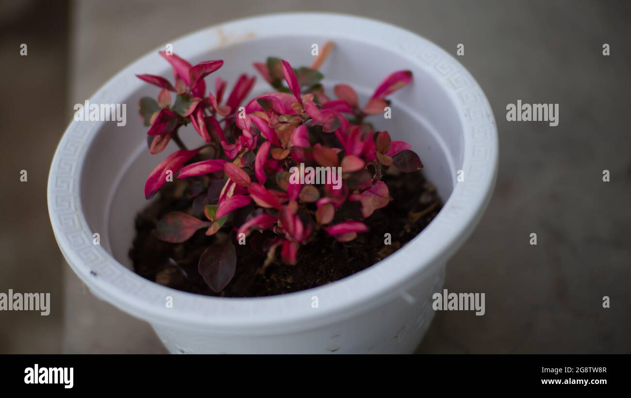 Red flowers in fresh white pots from above Stock Photo - Alamy