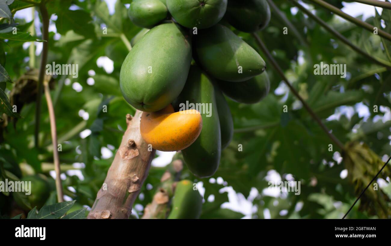Tree dessert environment nature hi-res stock photography and images - Alamy