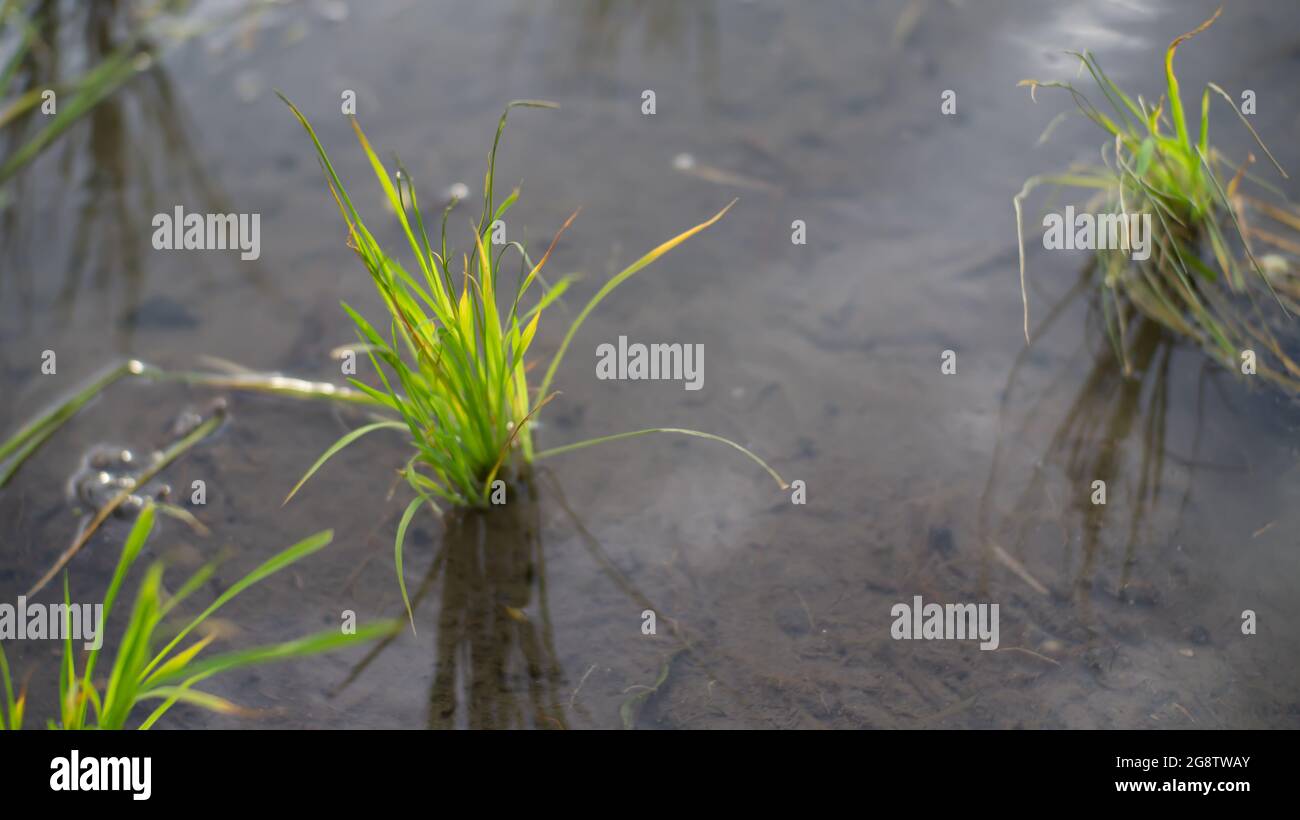 Natural rice hi-res stock photography and images - Alamy