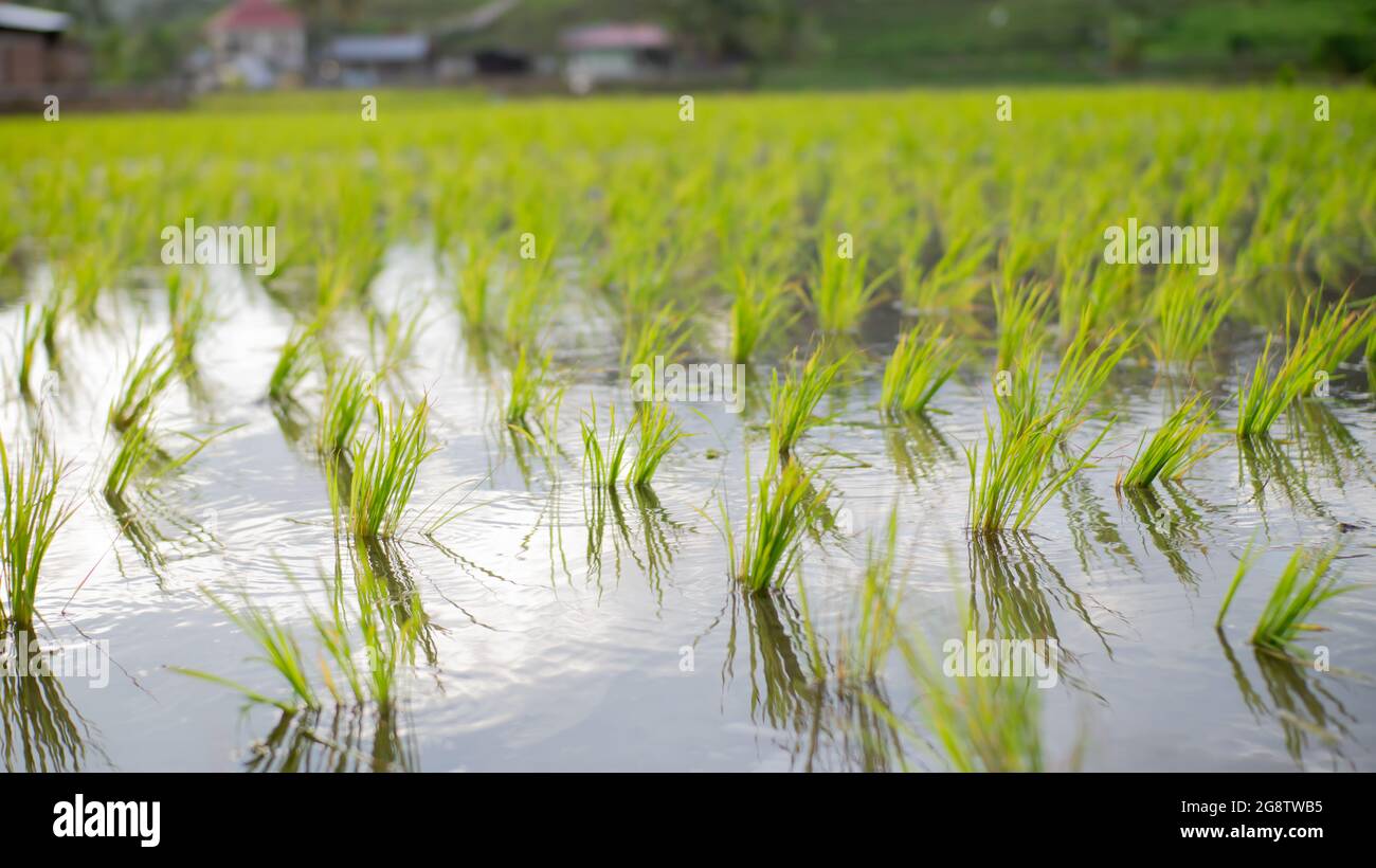 Rice in natural and natural rice fields Stock Photo - Alamy