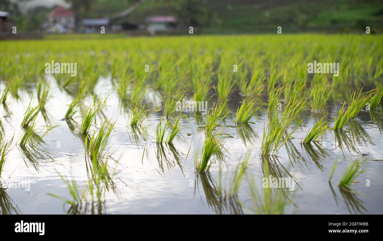 Rice in natural and natural rice fields Stock Photo - Alamy