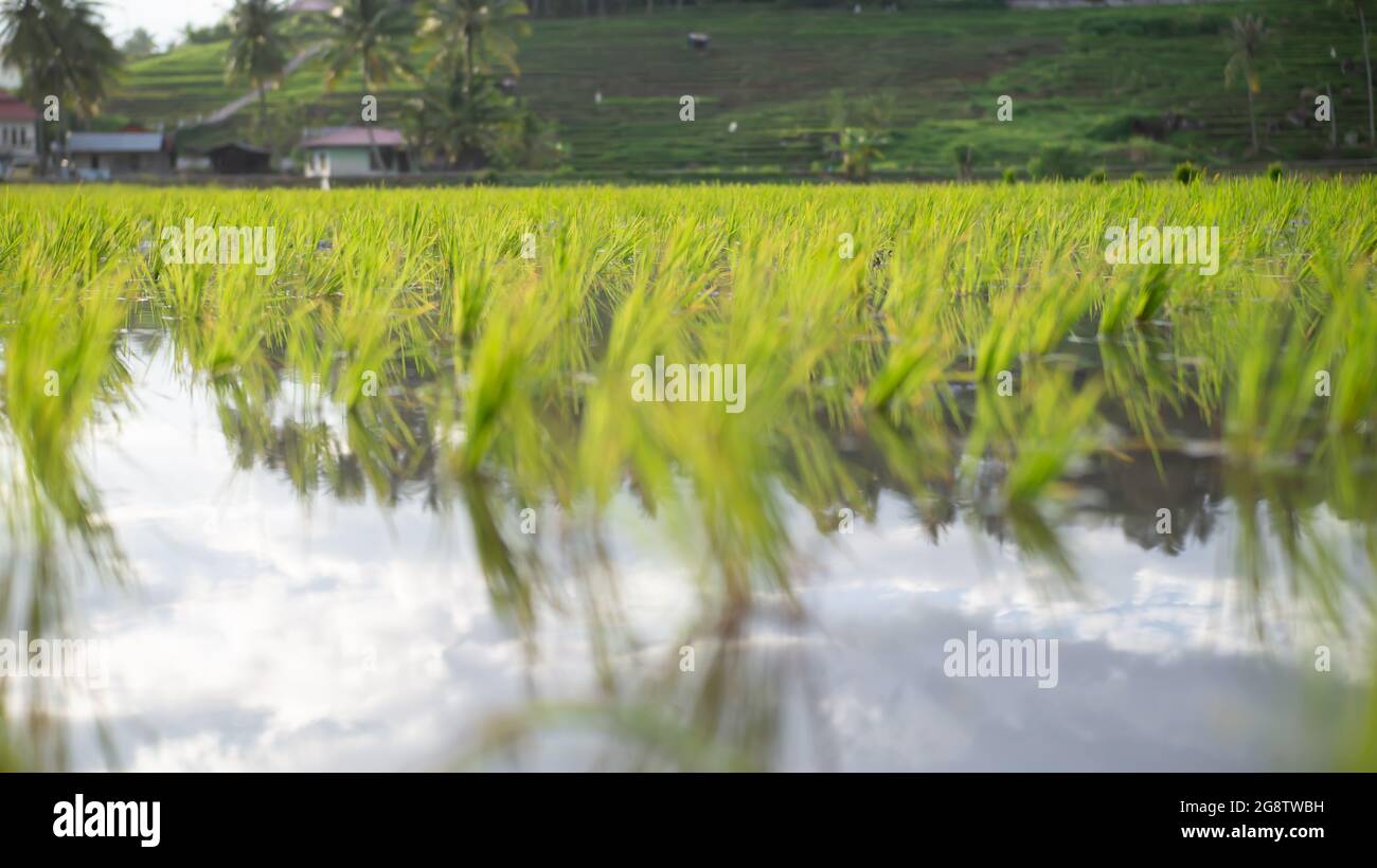 Natural rice hi-res stock photography and images - Alamy