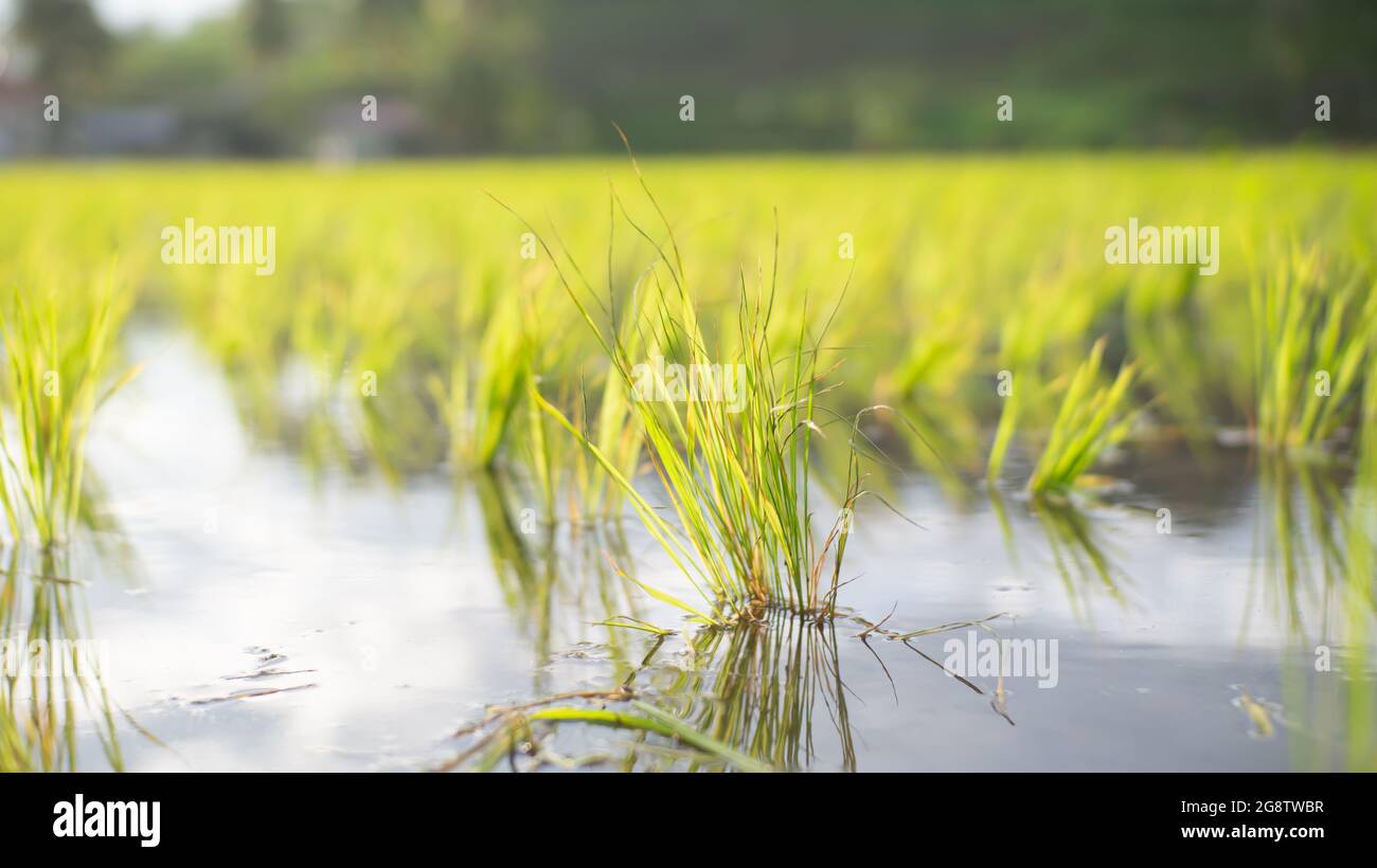 Rice in natural and natural rice fields Stock Photo - Alamy
