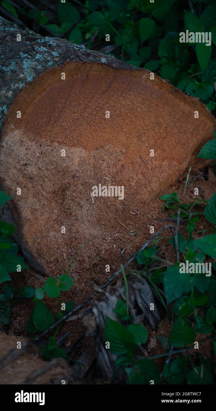 Tropical forest fallen tree hi-res stock photography and images - Alamy