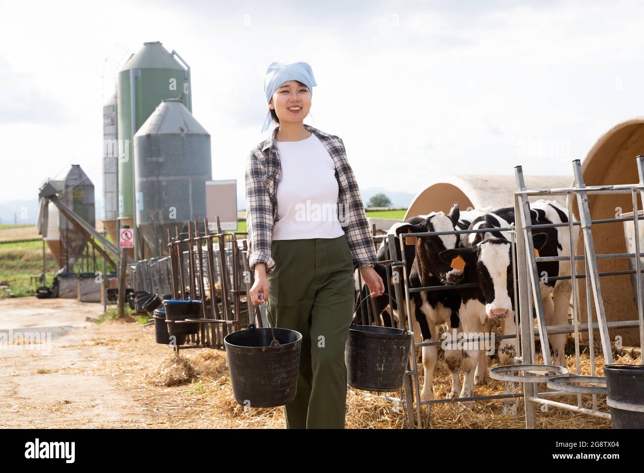 Female employee taking care of cows herd in farm Stock Photo - Alamy