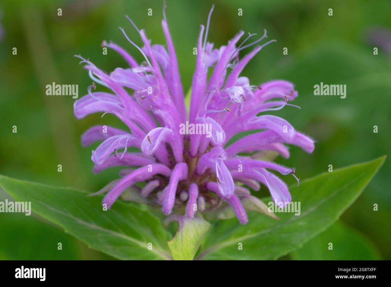 Horsemint, Helena National Forest, Montana Stock Photo - Alamy