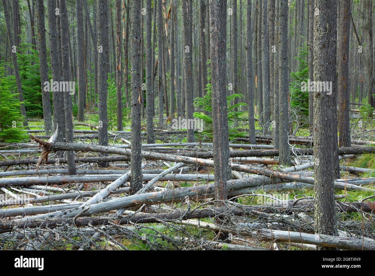 Lodgepole pine forest along Apgar Bike Trail, Glacier National Park ...