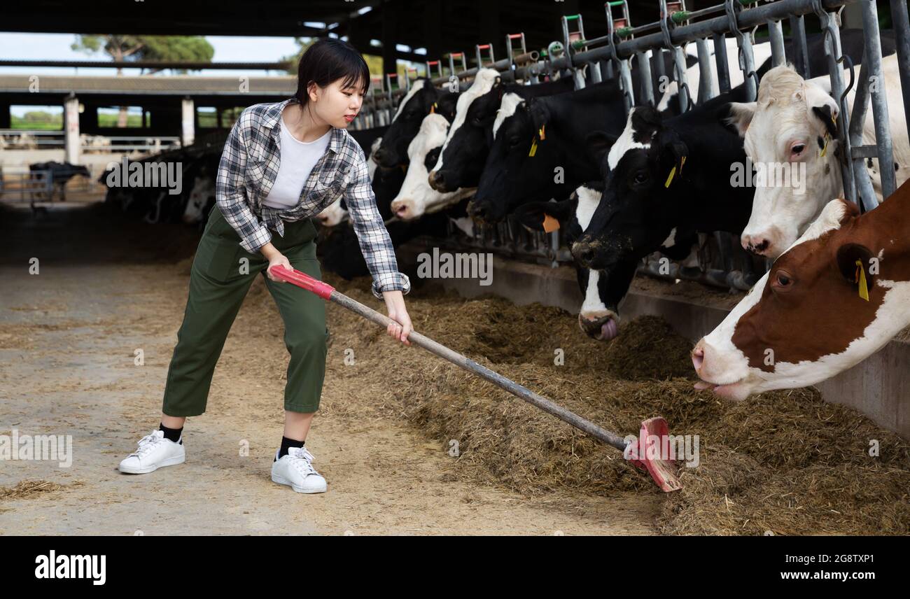 Chinese farm feeding animals hi-res stock photography and images - Alamy