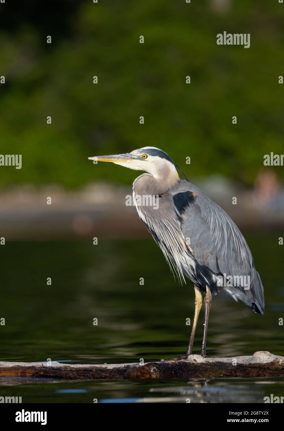 Side view of a Great blue heron perched on a log floating in ocean ...
