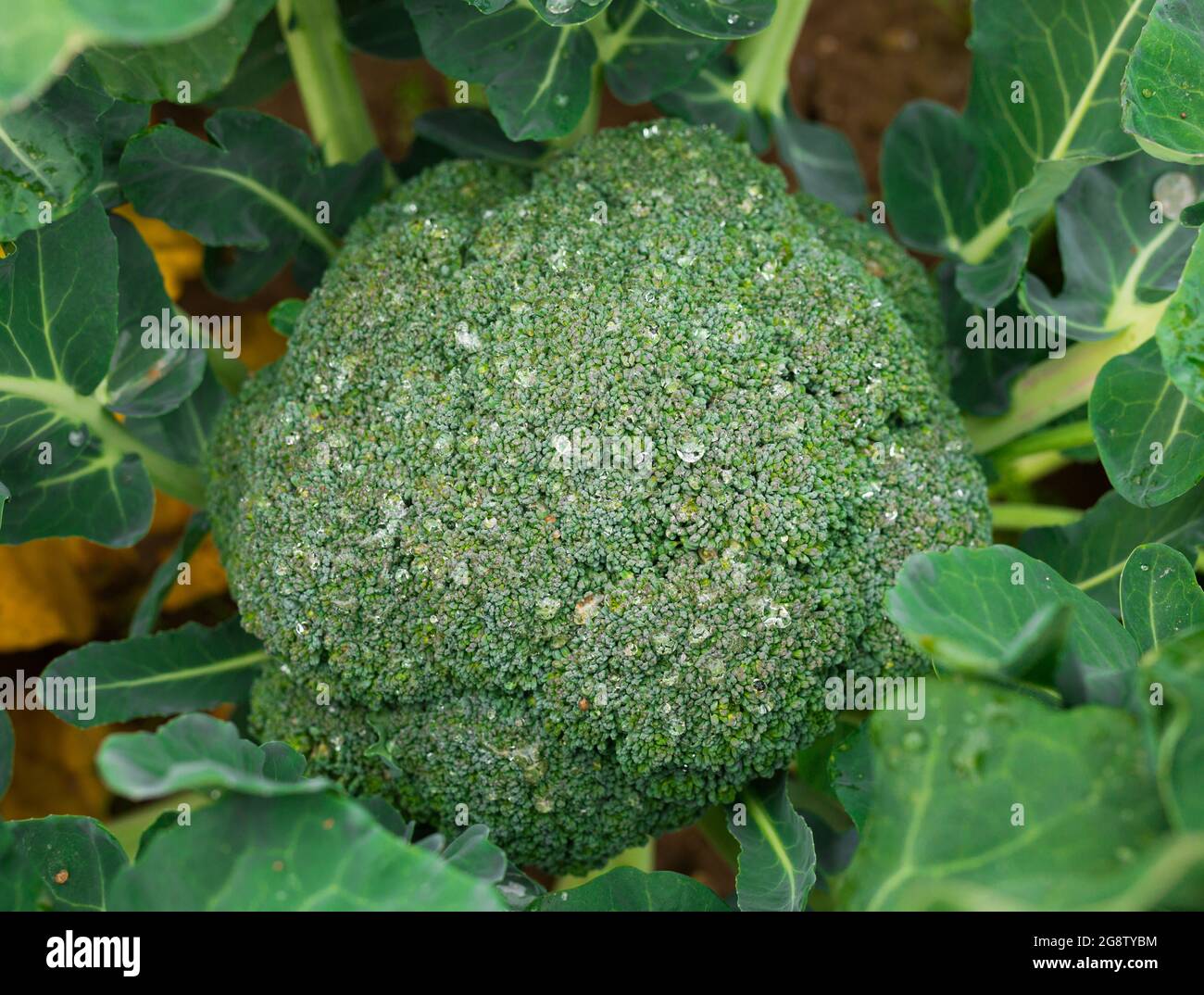 Crop of broccoli growing on farm field Stock Photo - Alamy